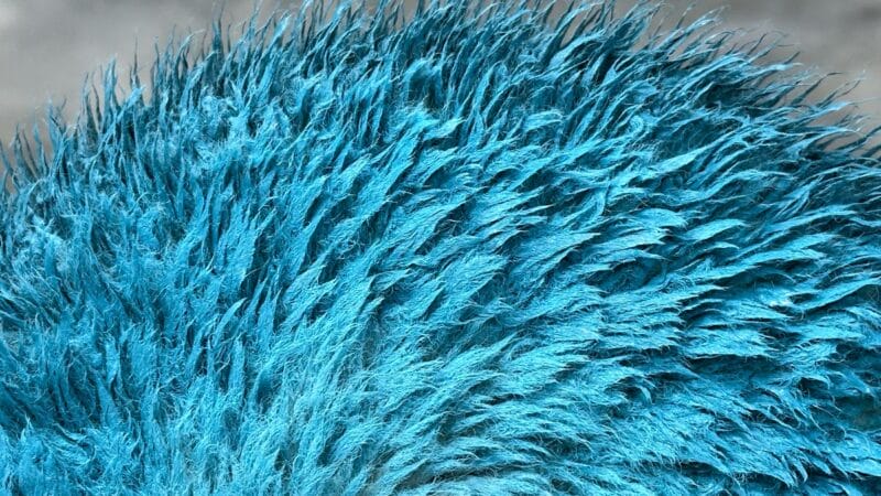 How to Clean Wool Buffing Pads | Dr. Beasley's